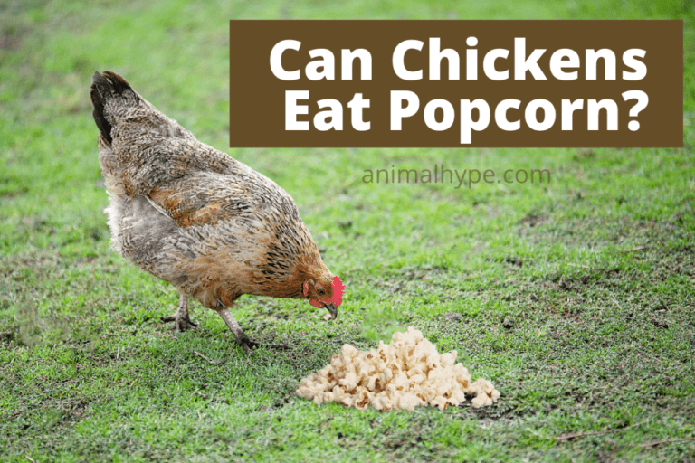 13 Hilarious Popcorn Meme Cards